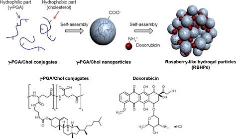 Figure 1 From Raspberry Like Poly γ Glutamic Acid Hydrogel Particles For Ph Dependent Cell