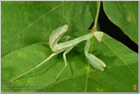 곤충 넓적배사마귀