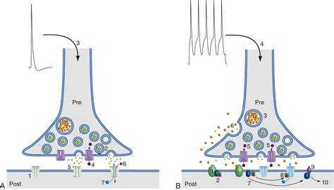 Synaptic Transmission Between Neurons Clinical Tree