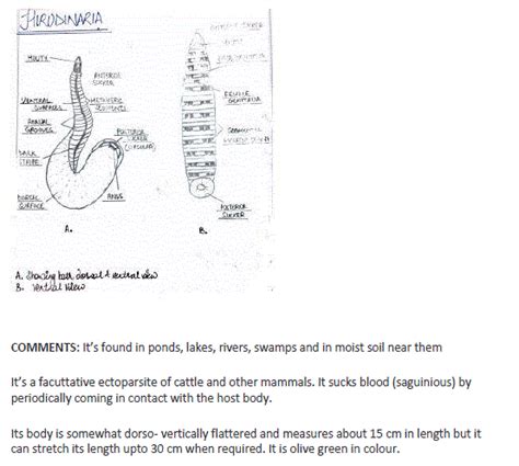 Cbse Class 11 Biology Practical Examination 2023 24