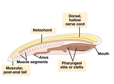 Section 10 Vertebrates Flashcards Quizlet