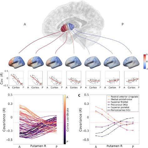 Microstructural Gradient Of Cortico Striatal Covariation Shows