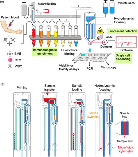 Characterization Of A Novel Microfluidic Platform For The Isolation Of Rare Single Cells To