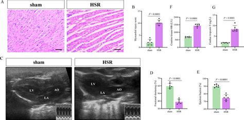HSR Causes Histological And Functional Injury In Myocardium At 24 H Download Scientific