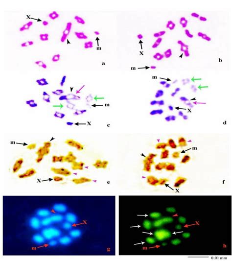 Aristocypha Quadrimaculata Conventional Staining A Diakinesis B Download Scientific