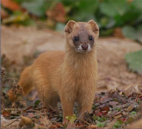 【黄鼠狼摄影图片】家边生态摄影 太平洋电脑网摄影部落