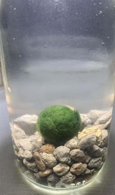 172 Best R Marimo Images On Pholder Is It Look Real 🤔