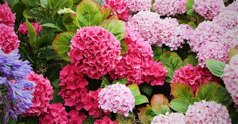 경치 계절 관목 관상용 관목 관상용 식물 꽃 꽃 사진 꽃 송이 꽃꽂이 꽃이 피는 꽃잎 나뭇잎 녹지