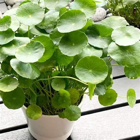 Amazon co jp ITANSE ウォーターコイン 9cmポット苗 1個売り 楽しみ方色々 水生植物の苗 学名 Hydrocotyle