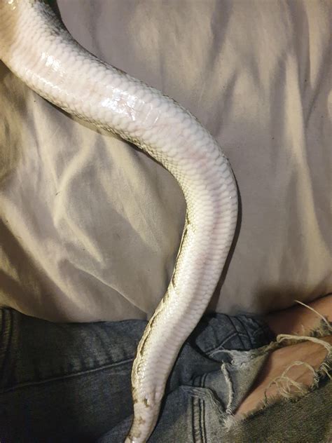 Ball Python Has Loose Scales And Pink Belly And Idk If Hes Shedding Or