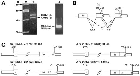 Gene Structure Of Atp2c1 And Alternative Transcript Processing A
