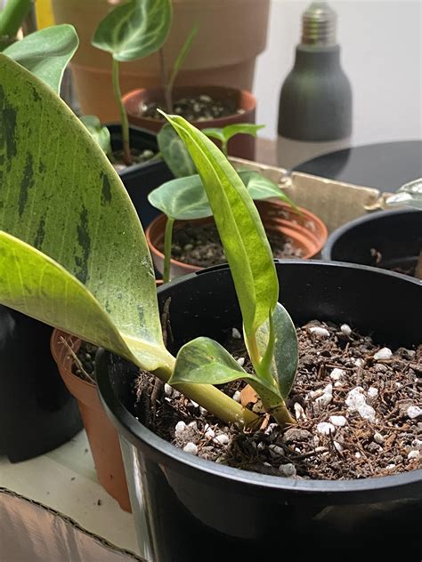 Ficus R Propagation