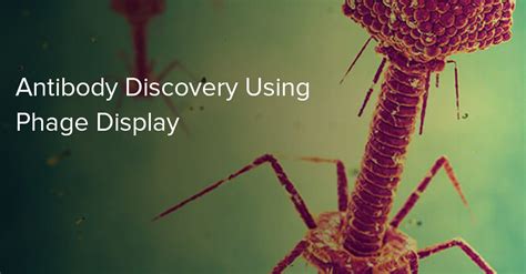 Phage Display Technology For Antibodies Discovery Molecular Devices