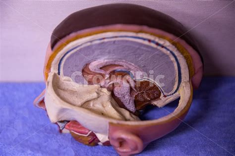 뇌 간뇌 대뇌 소뇌 머리 사진이미지일러스트캘리그라피 우리들작가