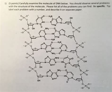 Solved Carefully Examine The Molecule Of DNA Below You Chegg