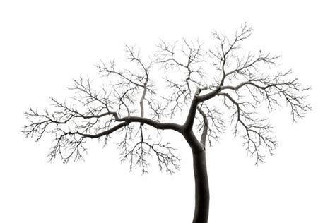 Tree Outline Stock Photos Images And Backgrounds For Free Download
