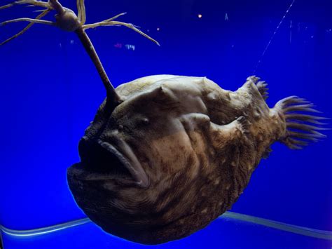 深海は発光生物だらけ？深海生物がわざわざ光る5つの理由とは？ Aqua Picks