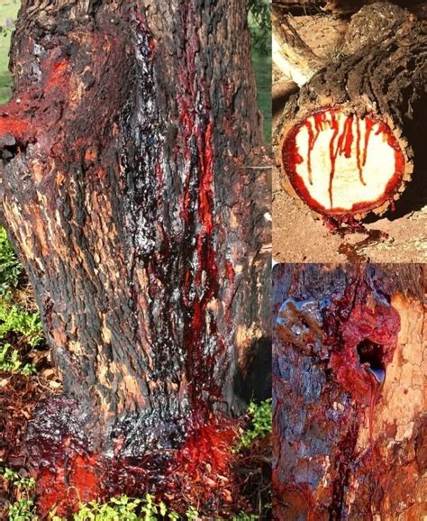 Gemovneba გემოვნება ისრაელში მეცნიერებმა მცენარეების ხმა „კივილი“ ჩაწერეს რომელსაც მაშინ