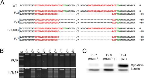Heritability Of The Mstn Ko Rabbit A T Cloning And Sanger Sequencing Download Scientific