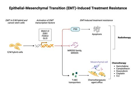 Epithelial Mesenchymal Transition Emt Induced Treatment Resistance