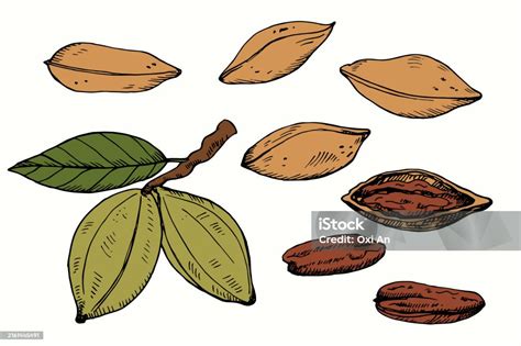 피칸 너트 세트 손으로 그린 벡터 컬러 스케치 고립 된 배경 빈티지 질감의 식물 일러스트레이션입니다 식품 유기농 성분 영양 수확 로고 카드 간판 인쇄를 위한 디자인 요소
