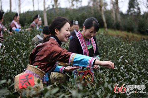 贵州黎平人勤春来早 开园采茶忙 贵州旅游在线