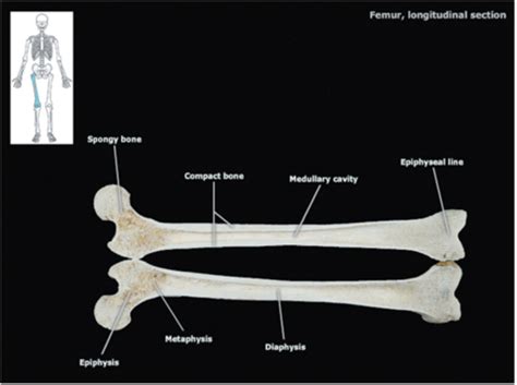 Ch 8 Overview Of The Skeleton Classification And Sturcture Of Bones And Cartilages Flashcards
