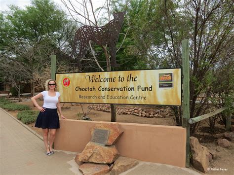 Visit The Cheetah Conservation Fund And Save Cheetahs