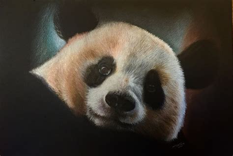 Panda Drawing By Evgeniy Karpenko Artmajeur