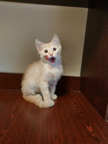 Персик ищет дом Мальчик возраст 2 месяца обработан освоен лоток с наполнителем кушает сухой