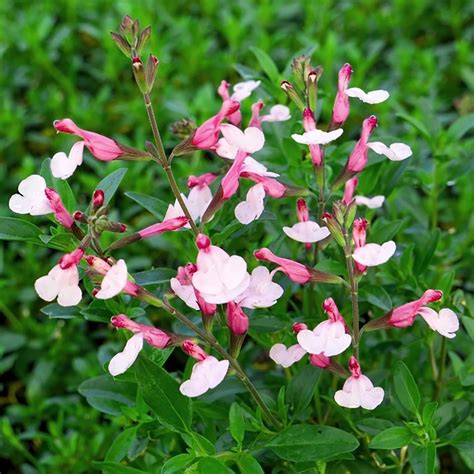 Salvia Greggii Rose Pink