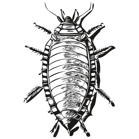 Premium Vector Hand Drawn Cartoon Cockroach Vector Vintage