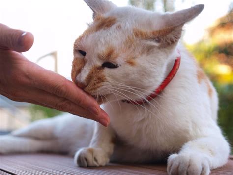 猫咪为何 吮吸”你的手指？由3种原因造成，这可不是个好习惯 哔哩哔哩