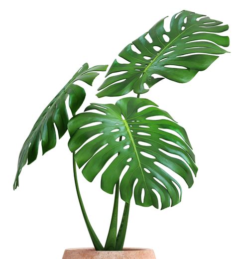 몬스 테라 3d 모델 14 Unknown Max Fbx Obj Free3d