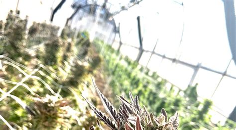 What Is Scrog And How To Do It To Your Weed Plants Stoner Things