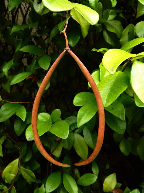 森の植物の歳時記 188 テイカカズラ定家葛公益財団法人 ニッセイ緑の財団