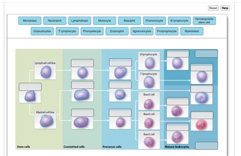 Solved Reset Help Monoblast Lymphoblast Monocyte Basophil