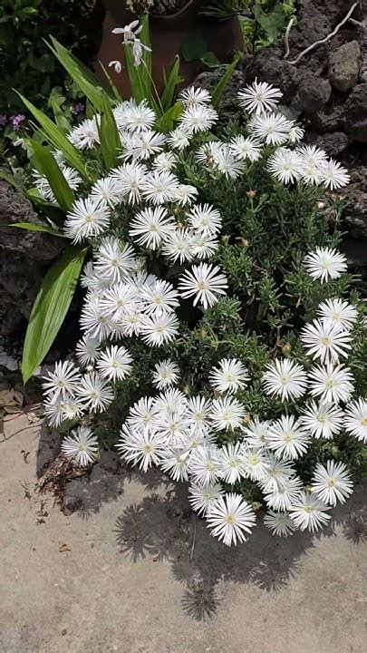 제주도 화산석 돌담에 화이트 송엽국 제주도 화산석돌담 송엽국 다육 다육이 다육식물 다육하우스 Youtube