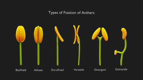 Types Of Fixation Of Anthers Buy Royalty Free 3d Model By Nima H3ydari96 [bd8498e
