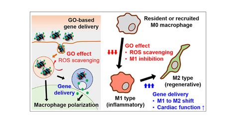 Dual Roles Of Graphene Oxide To Attenuate Inflammation And Elicit