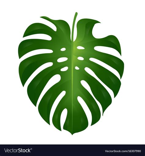 Monstera Leaf Royalty Free Vector Image Vectorstock