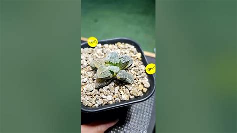 용육농원 생쇼 엑스플랜트 다육이키우기 다육이물주기 다육판매 다육라이브 다육이 다육식물 다육 Succulents Youtube