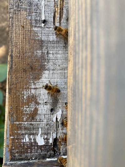 Bee Image Object Detection Dataset Ninja