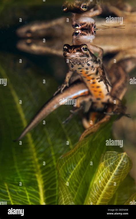 Newt Mating Uk Hi Res Stock Photography And Images Alamy