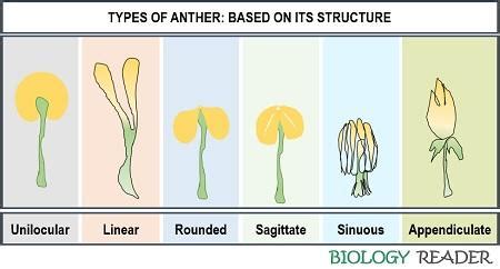 Anther