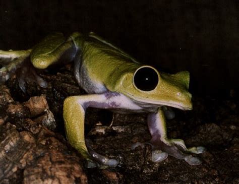 Pink Tree Frog