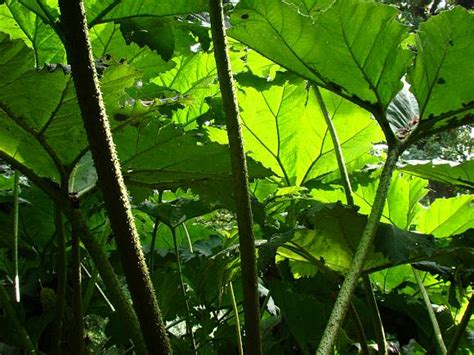 Giant Rhubarb Brazilian Brazilian Giant Rhubarb Brazilian Giant