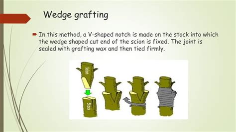 Asexual Propagationpptx Woodworking Arts And Crafts