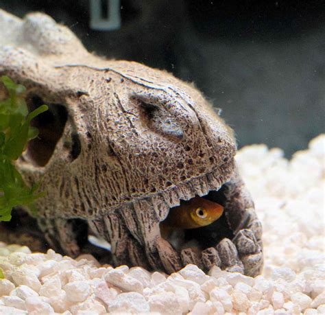 Coaxing The Shy Or Scared Fish Out Of Hiding Places