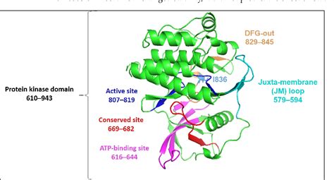 Figure 3 From Landscape Of Flt3 Variations Associated With Structural And Functional Impact On